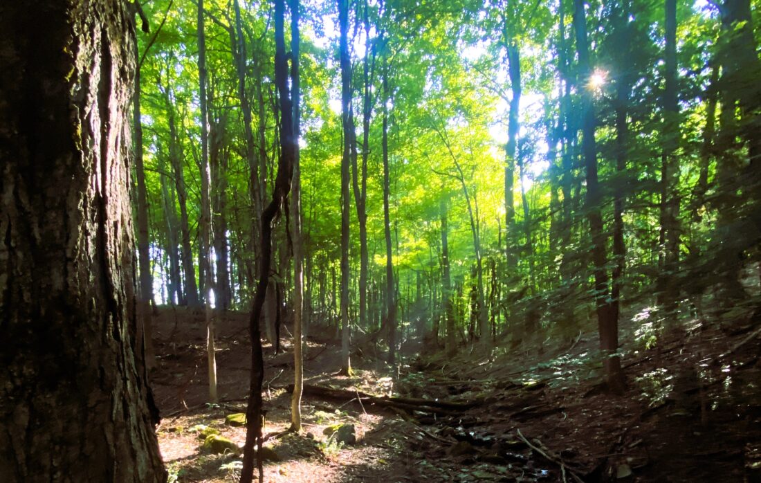 Forest management needed | News, Sports, Jobs - Observer Today